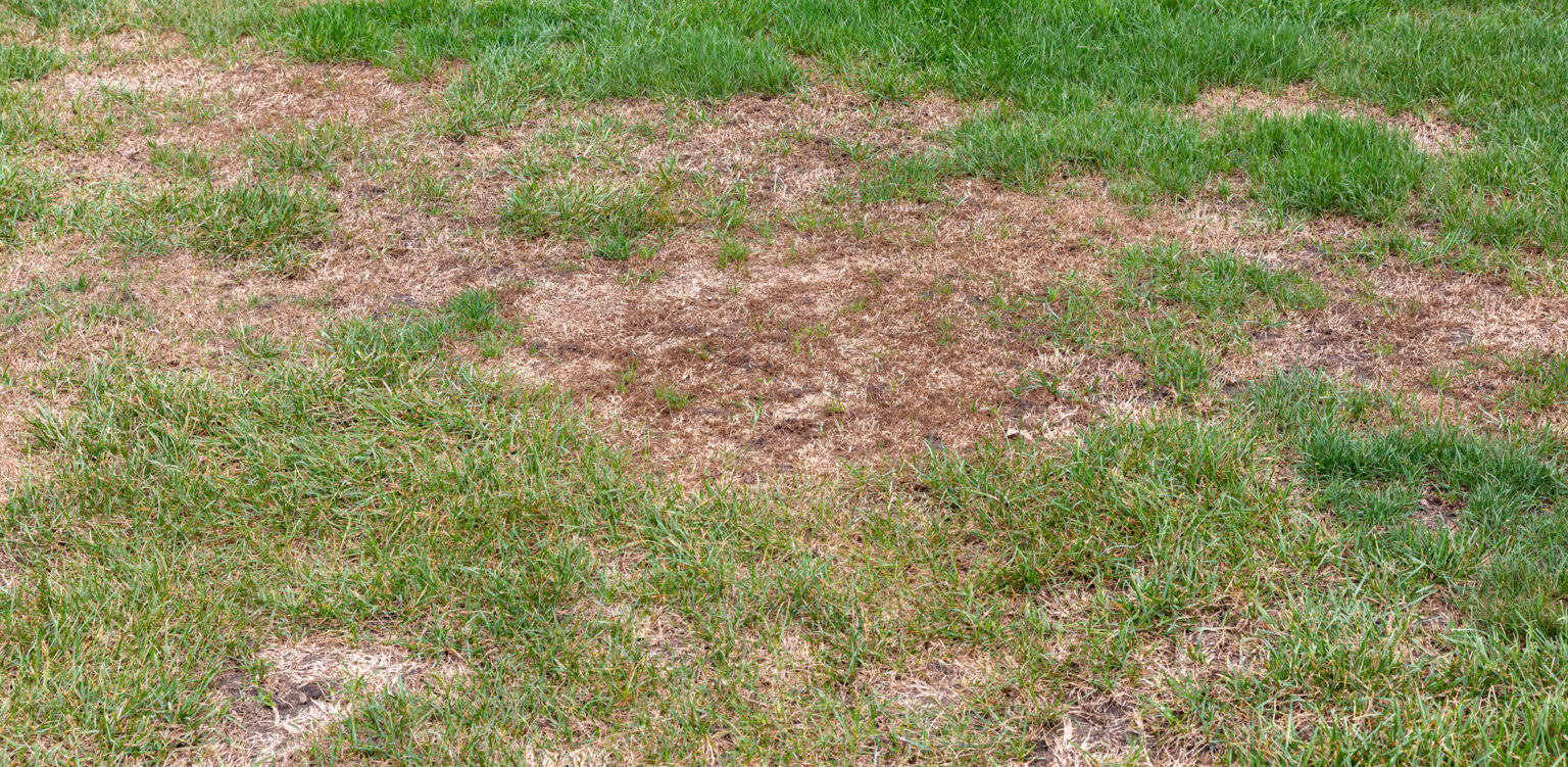 Pest & Disease Management - American Pride
